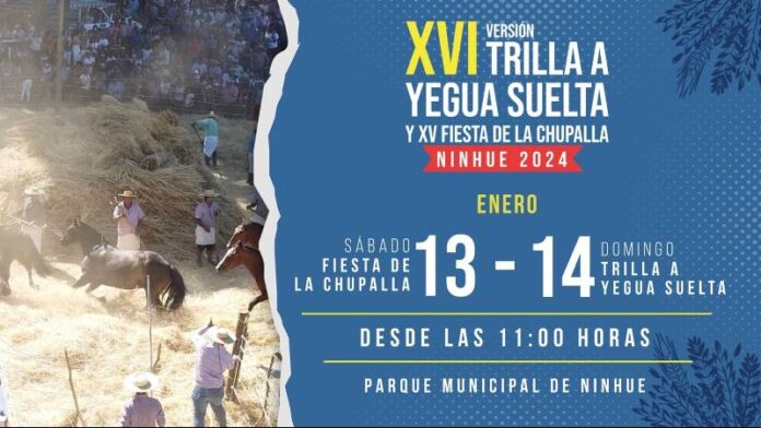Fiesta De La Chupalla Y Trilla A Yegua Suelta En Ninhue 2024