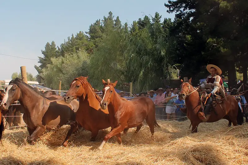 Fiesta De La Chupalla Y Trilla A Yegua Suelta Ninhue 2025
